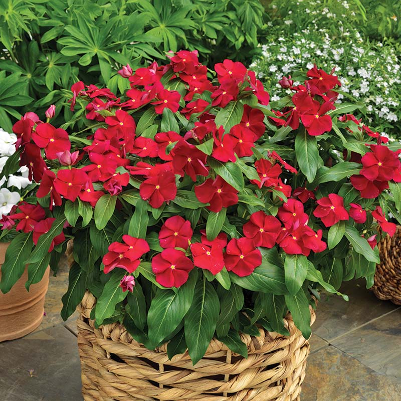 Vinca Cora Red F1 Seed – Harris Seeds