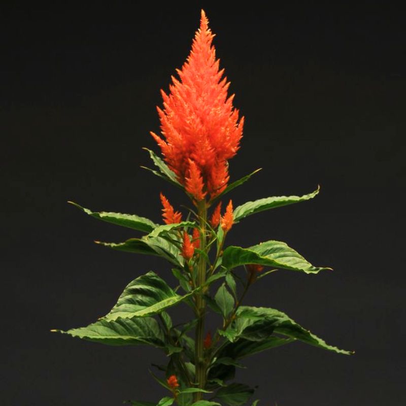 Celosia Sunday Orange Seed – Harris Seeds