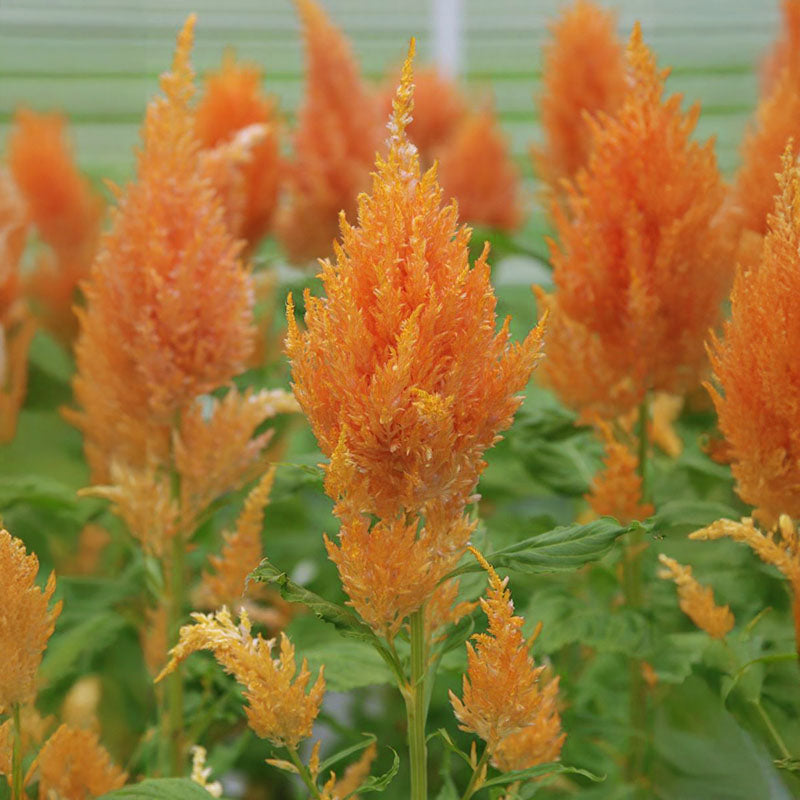 Celosia Sunday Orange Seed – Harris Seeds