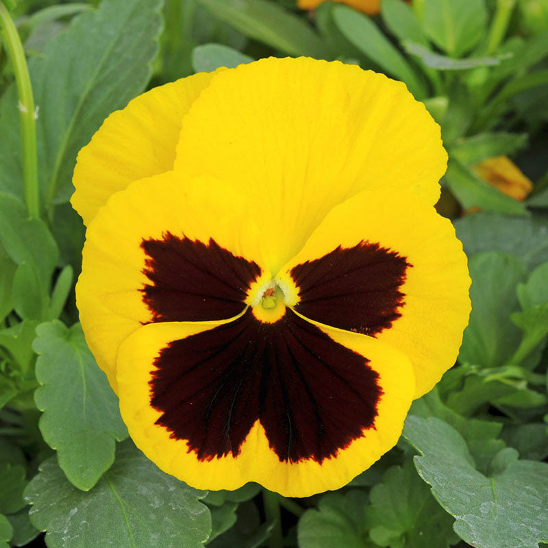 Pansy Spring Matrix Mix F1 Seed – Harris Seeds