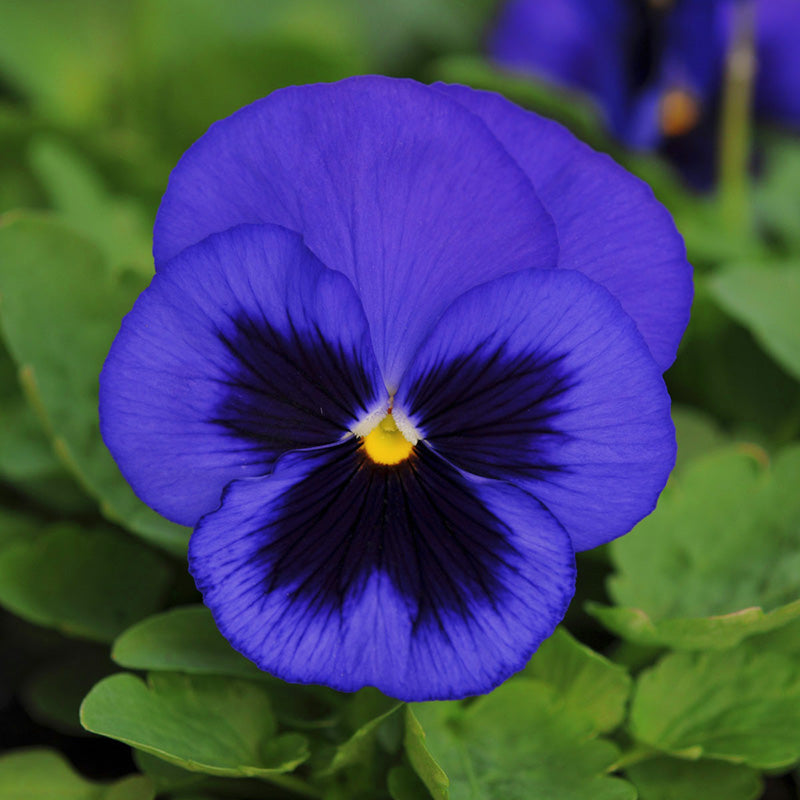Pansy Spring Matrix Mix F1 Seed – Harris Seeds