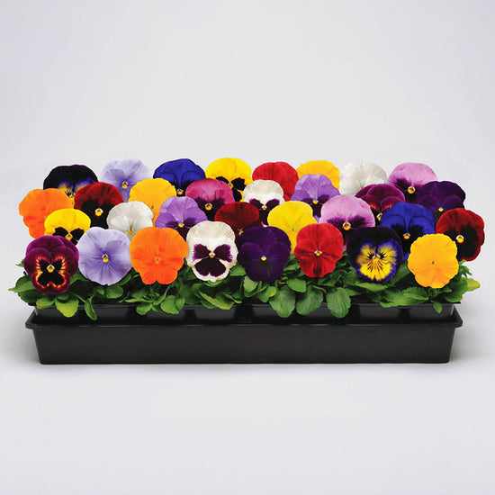 Pansy Spring Matrix Mix F1 Seed – Harris Seeds