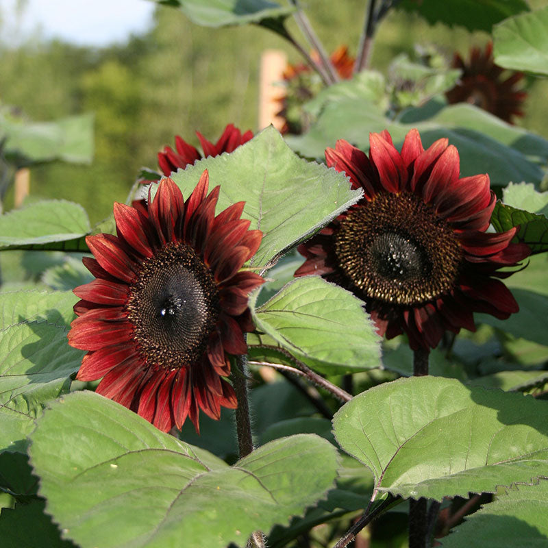 Sunflower ProCut Red F1 Seed – Harris Seeds