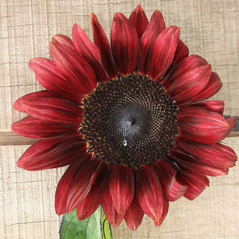 Sunflower ProCut Red F1 Seed – Harris Seeds