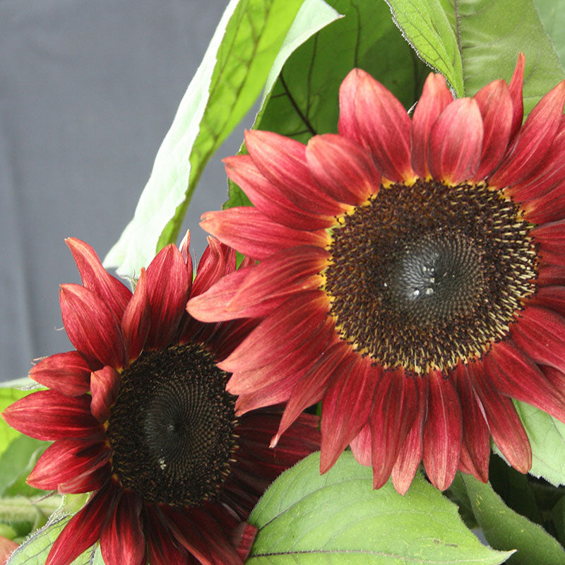 Sunflower ProCut Red F1 Seed – Harris Seeds