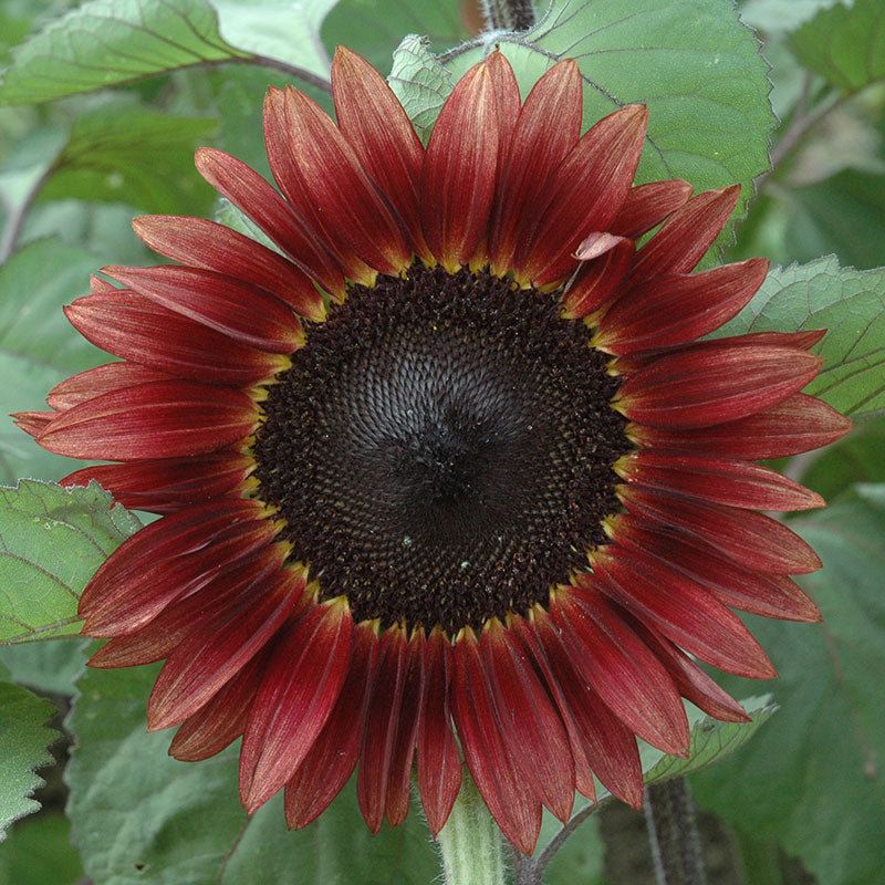 Sunflower ProCut Red F1 Seed – Harris Seeds