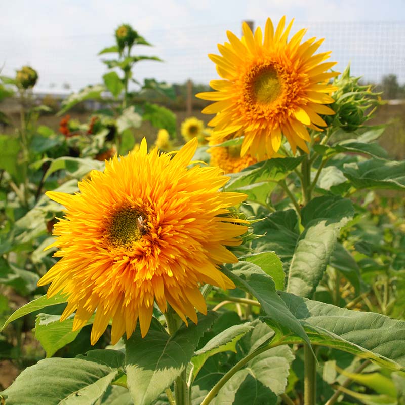 Sunflower Goldy Double F1 Organic Seed – Harris Seeds