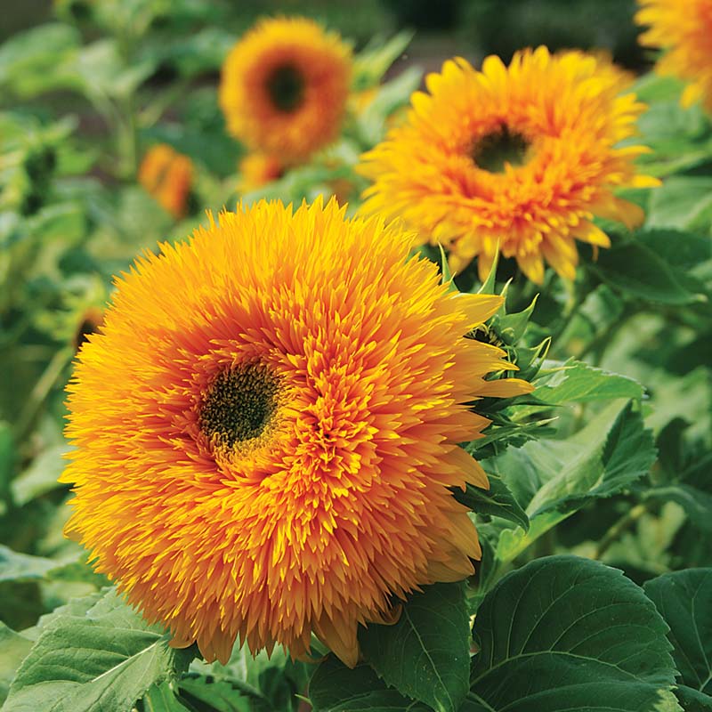 Sunflower Goldy Double F1 Organic Seed – Harris Seeds