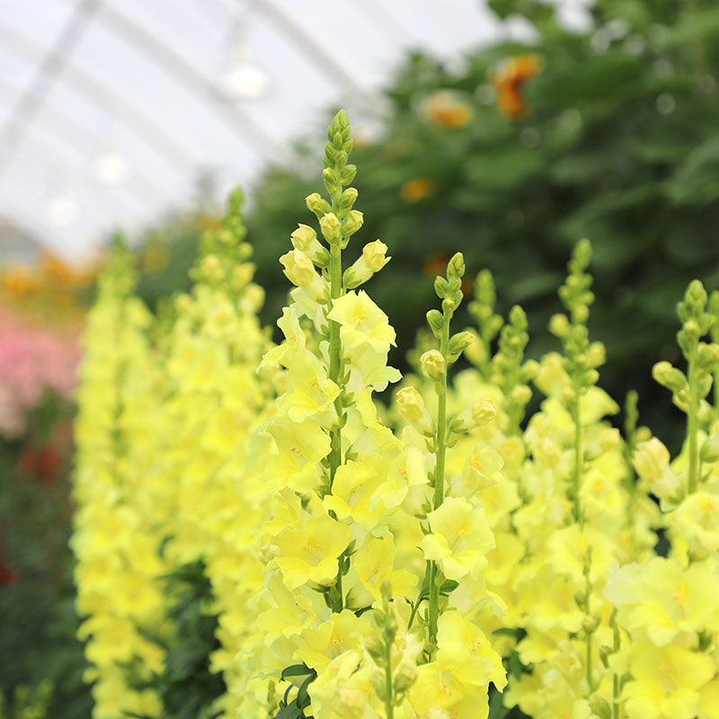 Snapdragon Chantilly Yellow F1 Seed – Harris Seeds