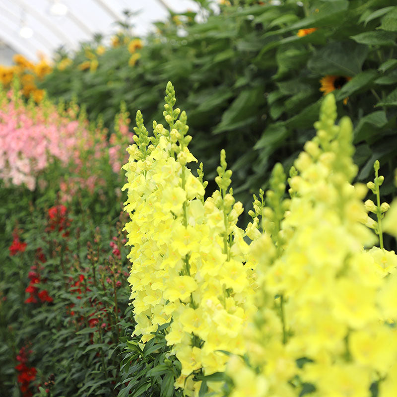 Snapdragon Chantilly Yellow F1 Seed – Harris Seeds