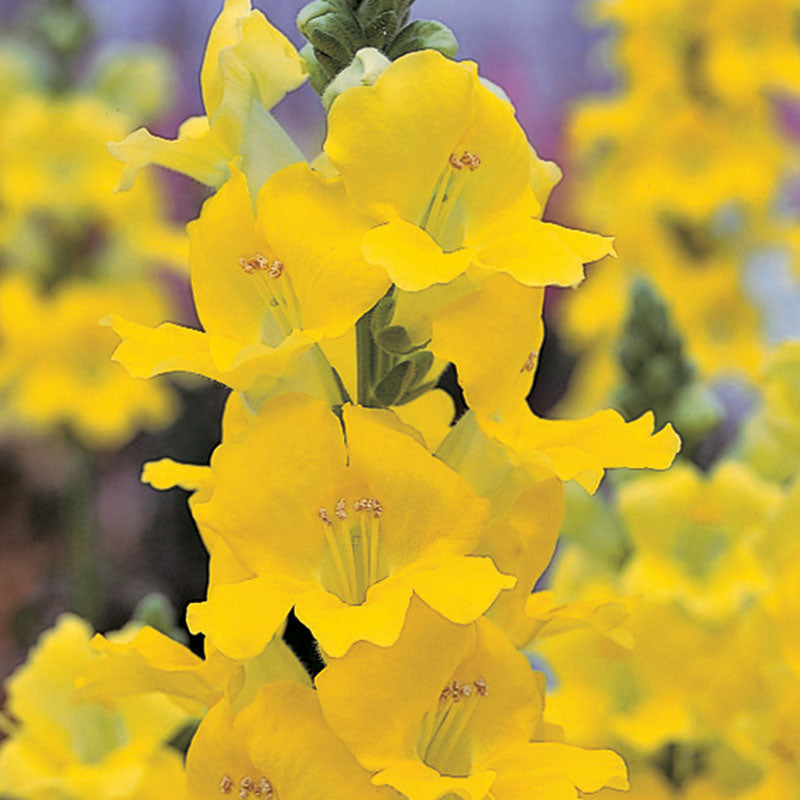 Snapdragon Chantilly Yellow F1 Seed – Harris Seeds