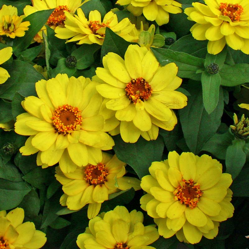 Zinnia Profusion Double Yellow Seed – Harris Seeds