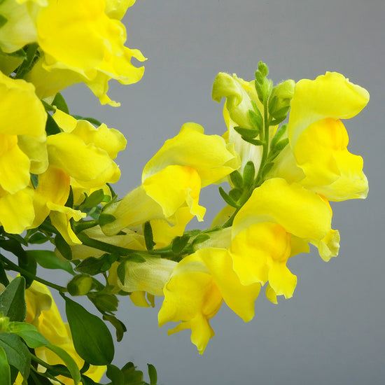 Snapdragon Candy Showers Yellow F1 Seed – Harris Seeds