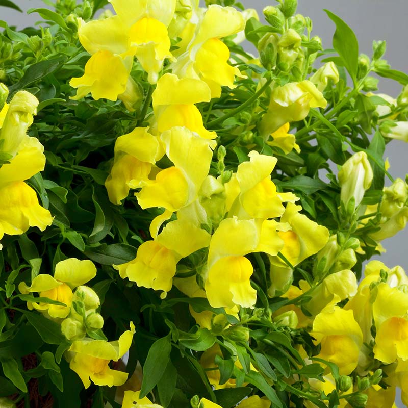 Snapdragon Candy Showers Yellow F1 Seed – Harris Seeds