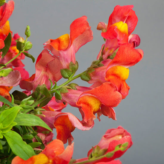 Snapdragon Candy Showers Orange F1 Seed – Harris Seeds