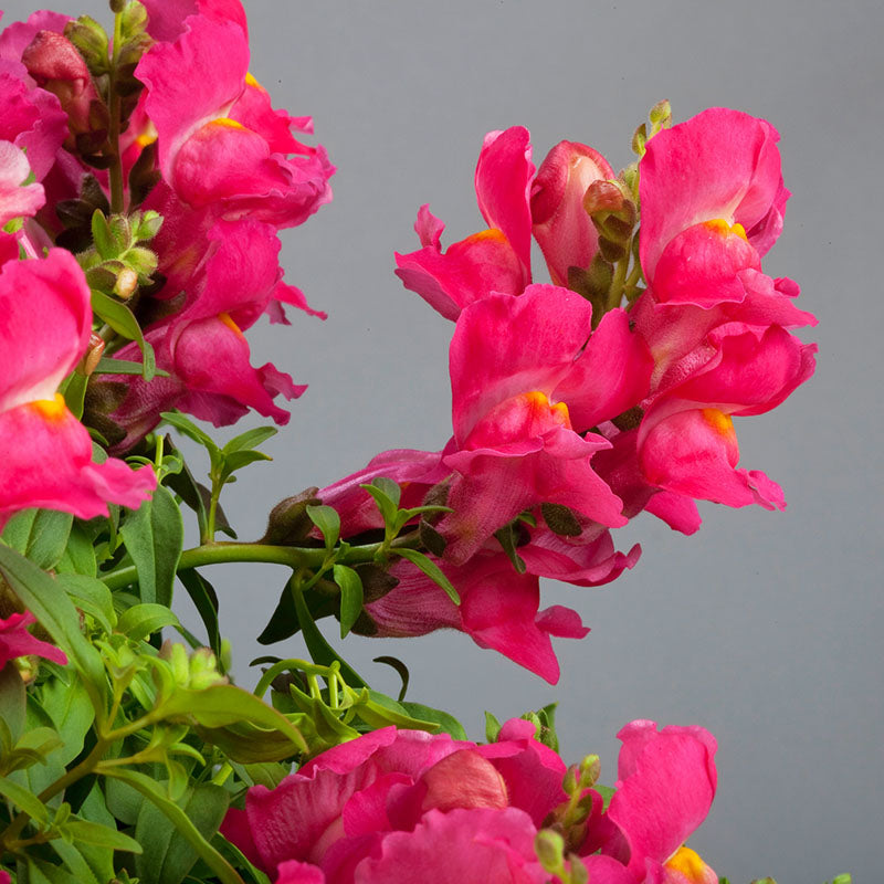 Snapdragon Candy Showers Rose F1 Seed – Harris Seeds