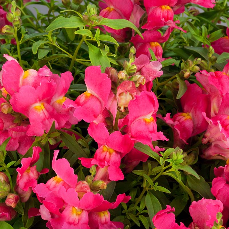 Snapdragon Candy Showers Rose F1 Seed – Harris Seeds