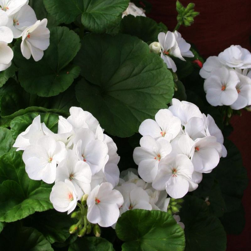 Geranium Pinto Premium White F1 Seed – Harris Seeds
