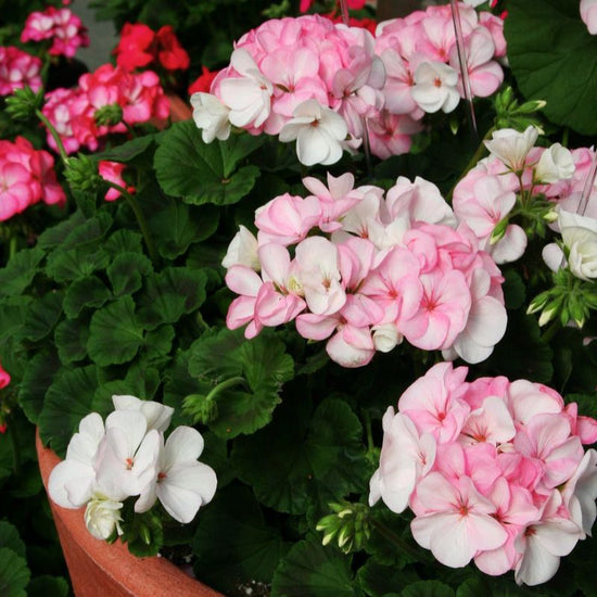 Geranium Pinto Premium White To Rose F1 Seed – Harris Seeds