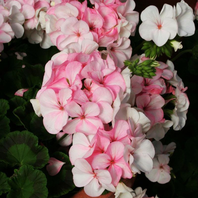 Geranium Pinto Premium White To Rose F1 Seed – Harris Seeds