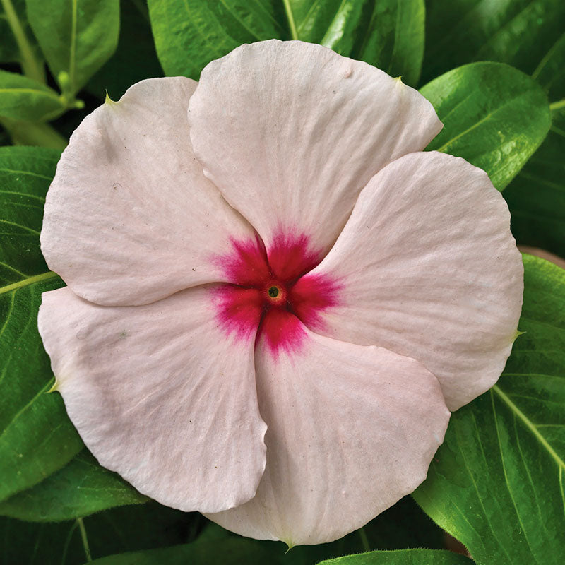 Vinca Cora Cascade Apricot F1 Seed – Harris Seeds