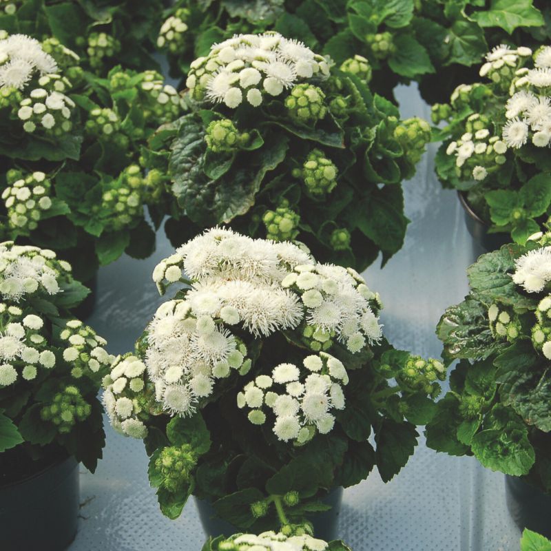 Ageratum Aloha White F1 Seed – Harris Seeds