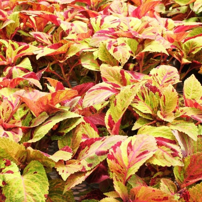 Full Sun Coleus Varieties Coleus Chocolate Mint Seed – Harris Seeds