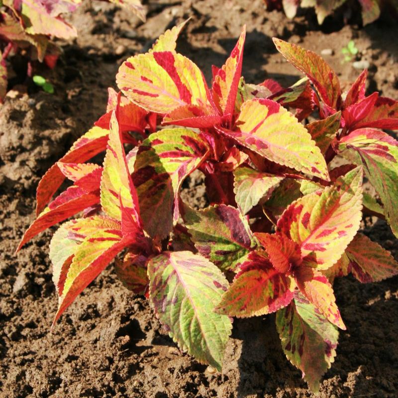 Coleus Mighty Mosaic Seed – Harris Seeds