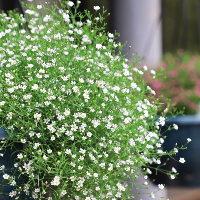Gypsophila Gypsy White Seed – Harris Seeds