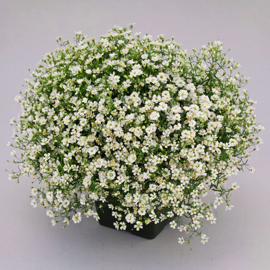 Gypsophila Gypsy White Seed – Harris Seeds