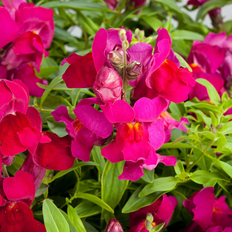 Snapdragon Candy Showers Mix F1 Seed – Harris Seeds