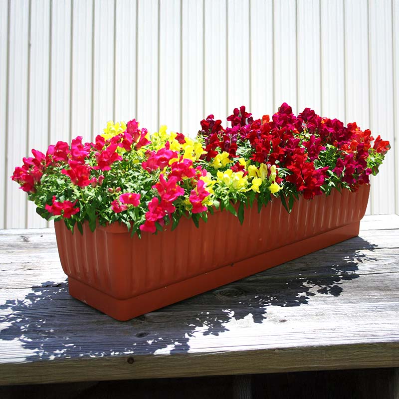 Snapdragons In Containers