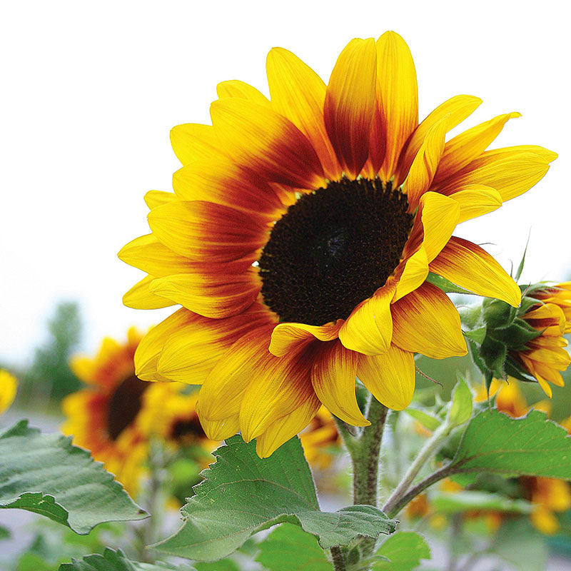 Sunflower Rio Carnival F1 Seed – Harris Seeds