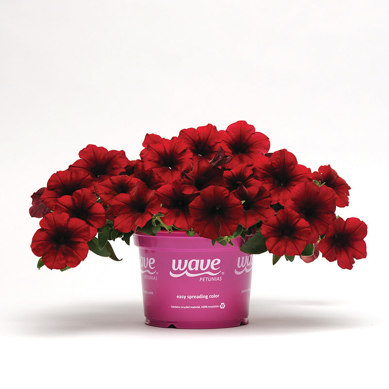 Petunia Easy Wave Velour Red F1 Seed – Harris Seeds