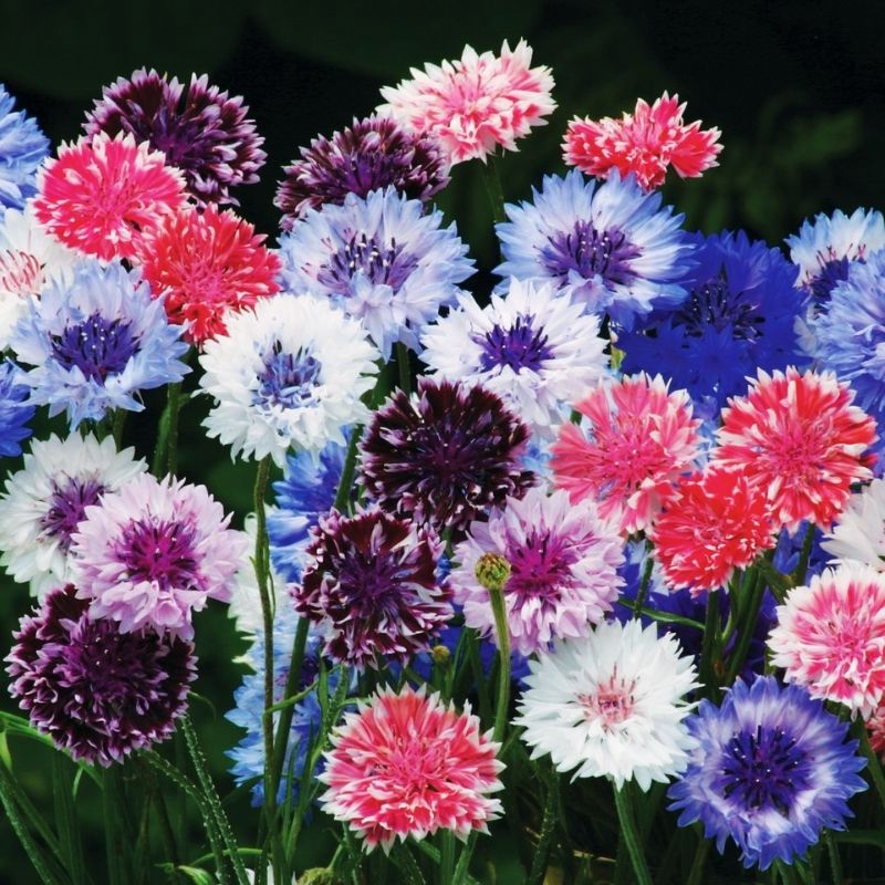 Centaurea Classic Artist Mix Seed – Harris Seeds
