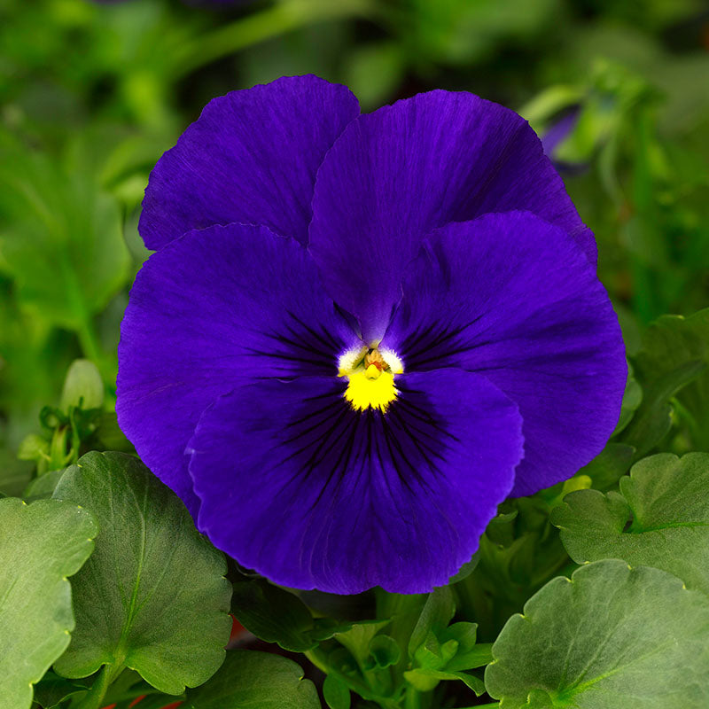 Pansy Delta Premium Deep Blue With Blotch F1 Seed – Harris Seeds