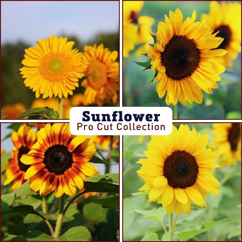 Sunflower Pro Cut Collection F1 Seed – Harris Seeds