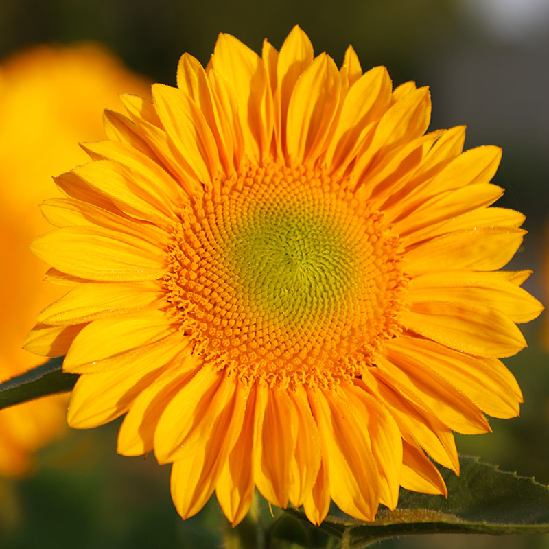 Sunflower Pro Cut Collection F1 Seed – Harris Seeds