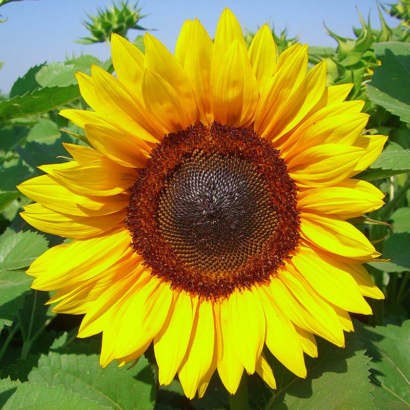 Sunflower Pro Cut Collection F1 Seed – Harris Seeds