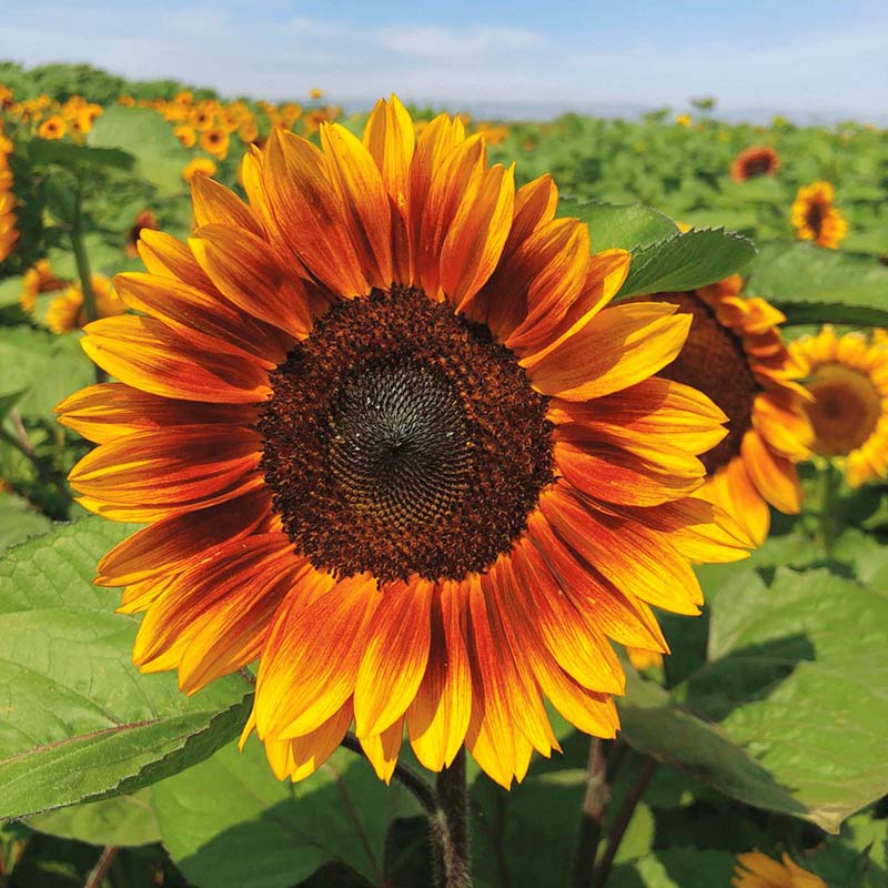 Sunflower Pro Cut Collection F1 Seed – Harris Seeds