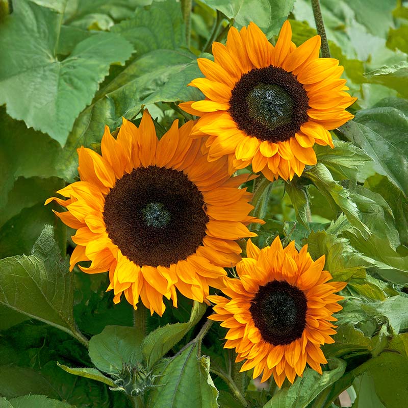 Sunflower Copper Queen F1 Seed – Harris Seeds