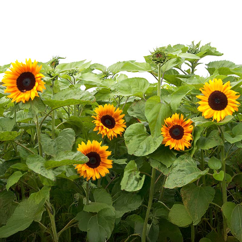 Sunflower Copper Queen F1 Seed – Harris Seeds