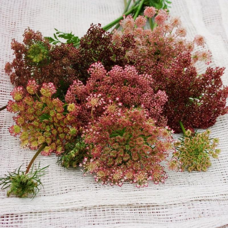 Daucus Dara Seed – Harris Seeds