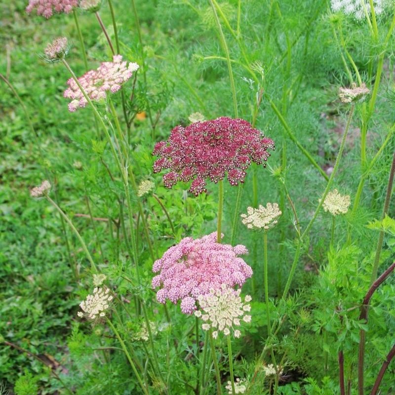Daucus Dara Seed – Harris Seeds