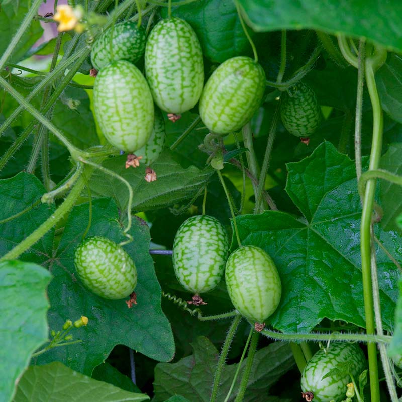 Melothria Mouse Melon Seed – Harris Seeds
