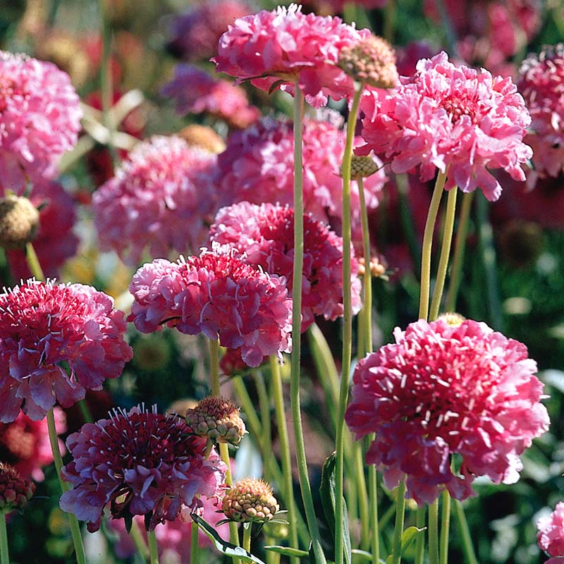 Scabiosa QIS Mix Seed – Harris Seeds