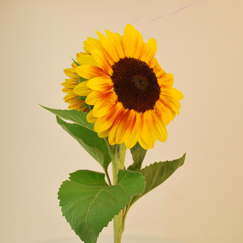 Sunflower Helios Flame F1 Seed – Harris Seeds