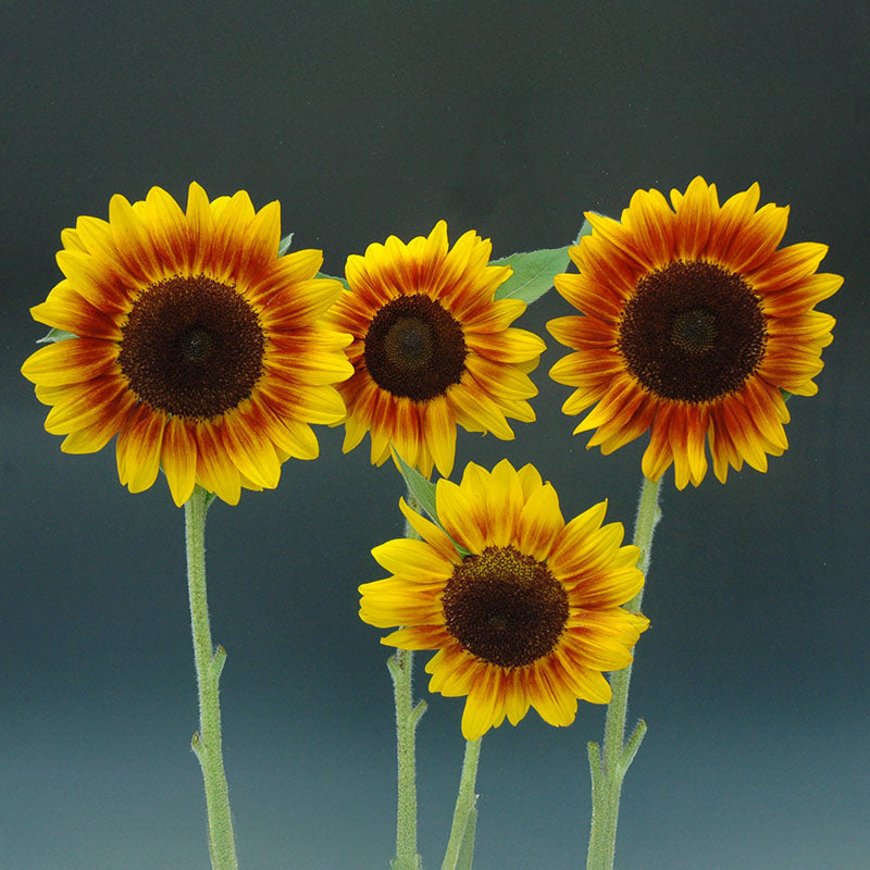 Sunflower Helios Flame F1 Seed – Harris Seeds