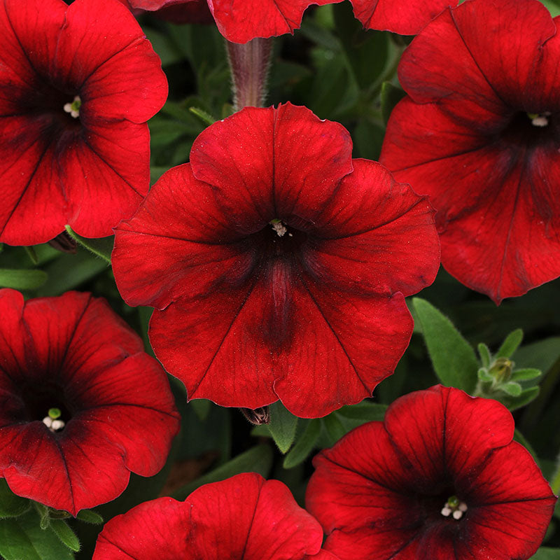 Petunia Easy Wave Velour Collection F1 Seed – Harris Seeds