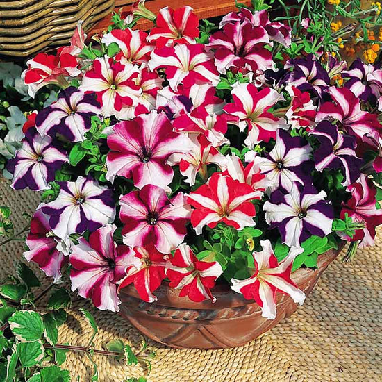 Petunia Tritunia Star Mix F1 Seed – Harris Seeds